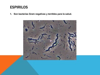 La clasificación de las bacterias | PPTX