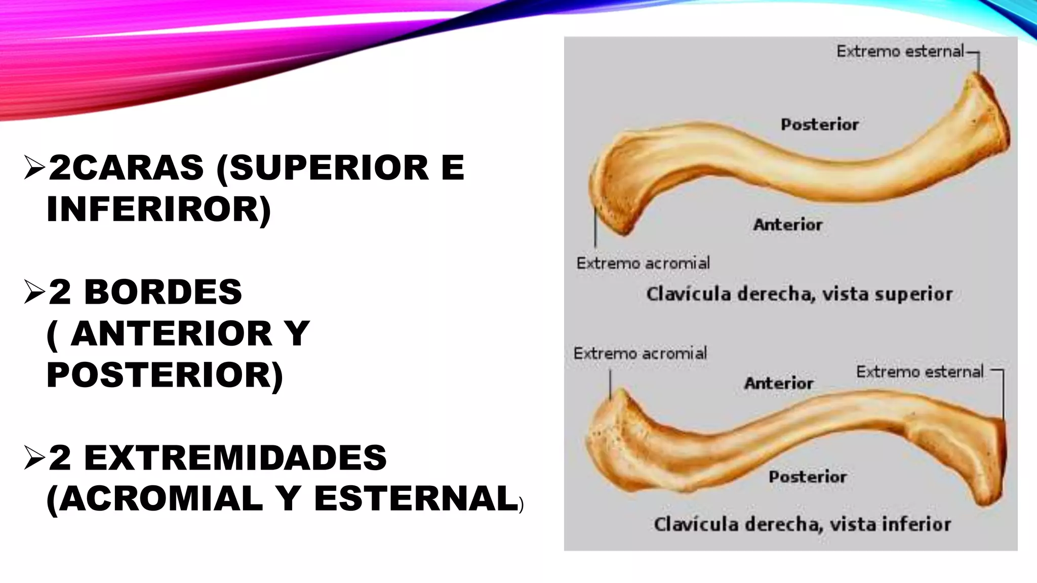La clavicula | PPTX