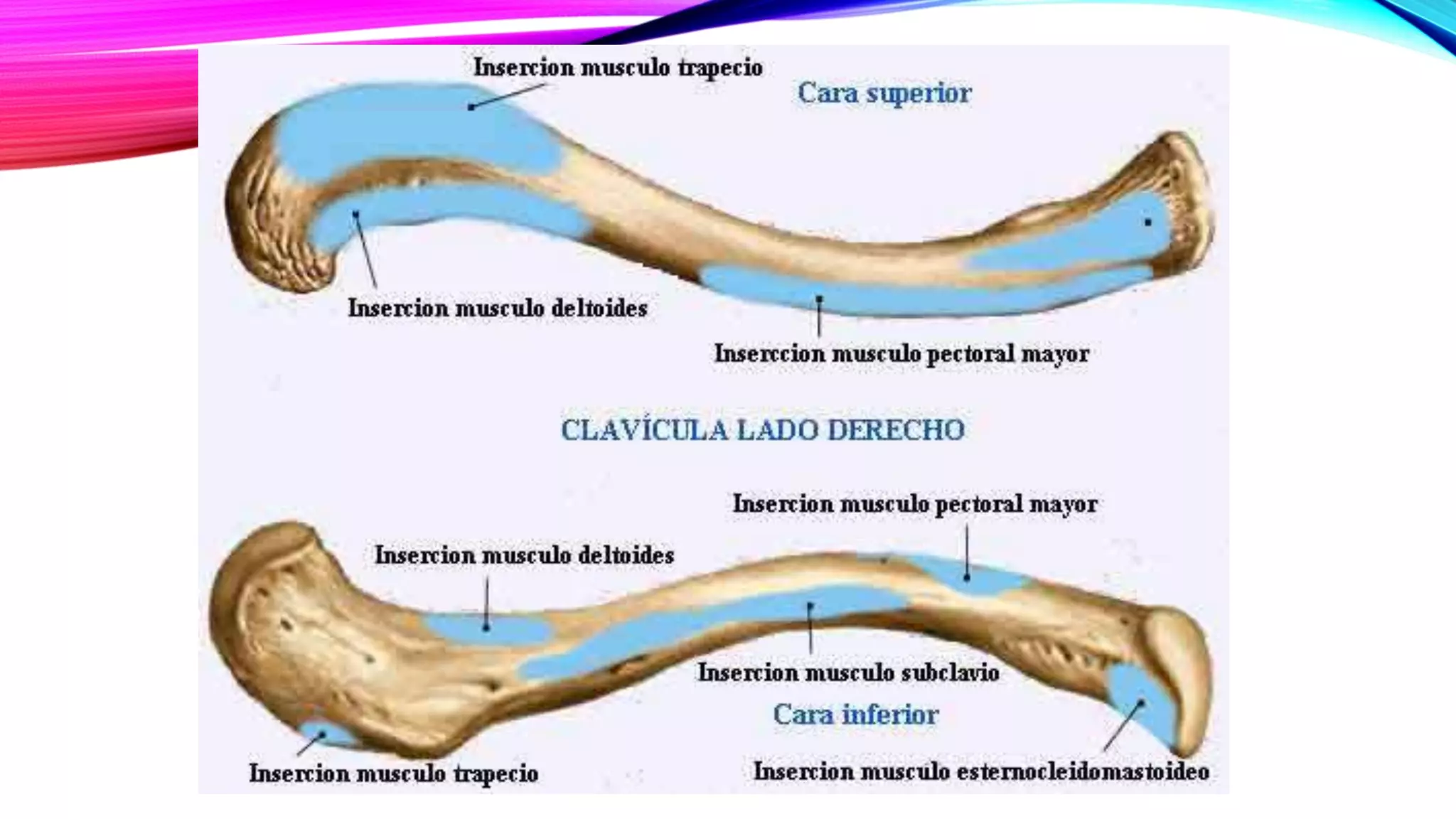 La clavicula | PPTX