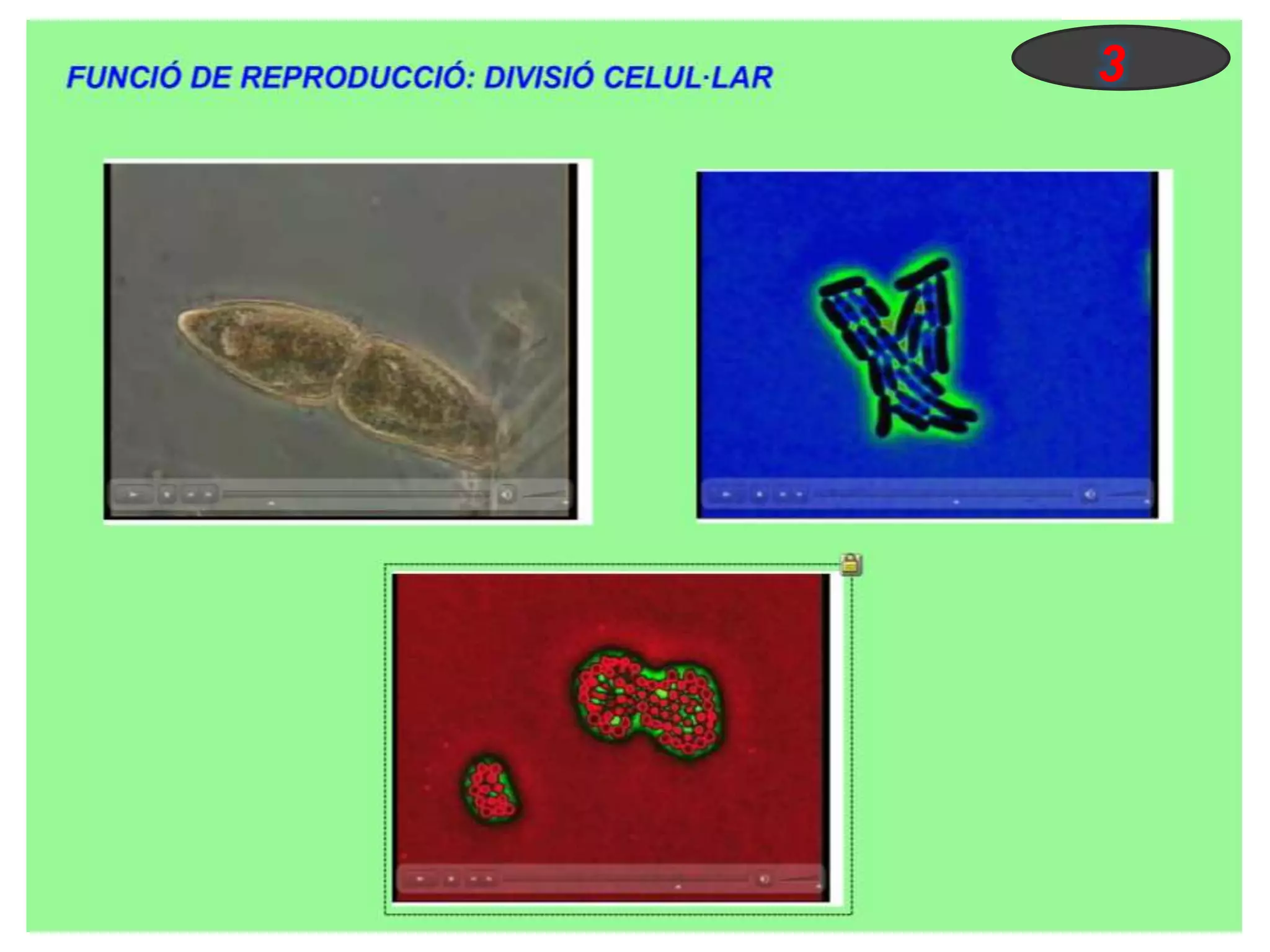 La cèl·lula | PPSX