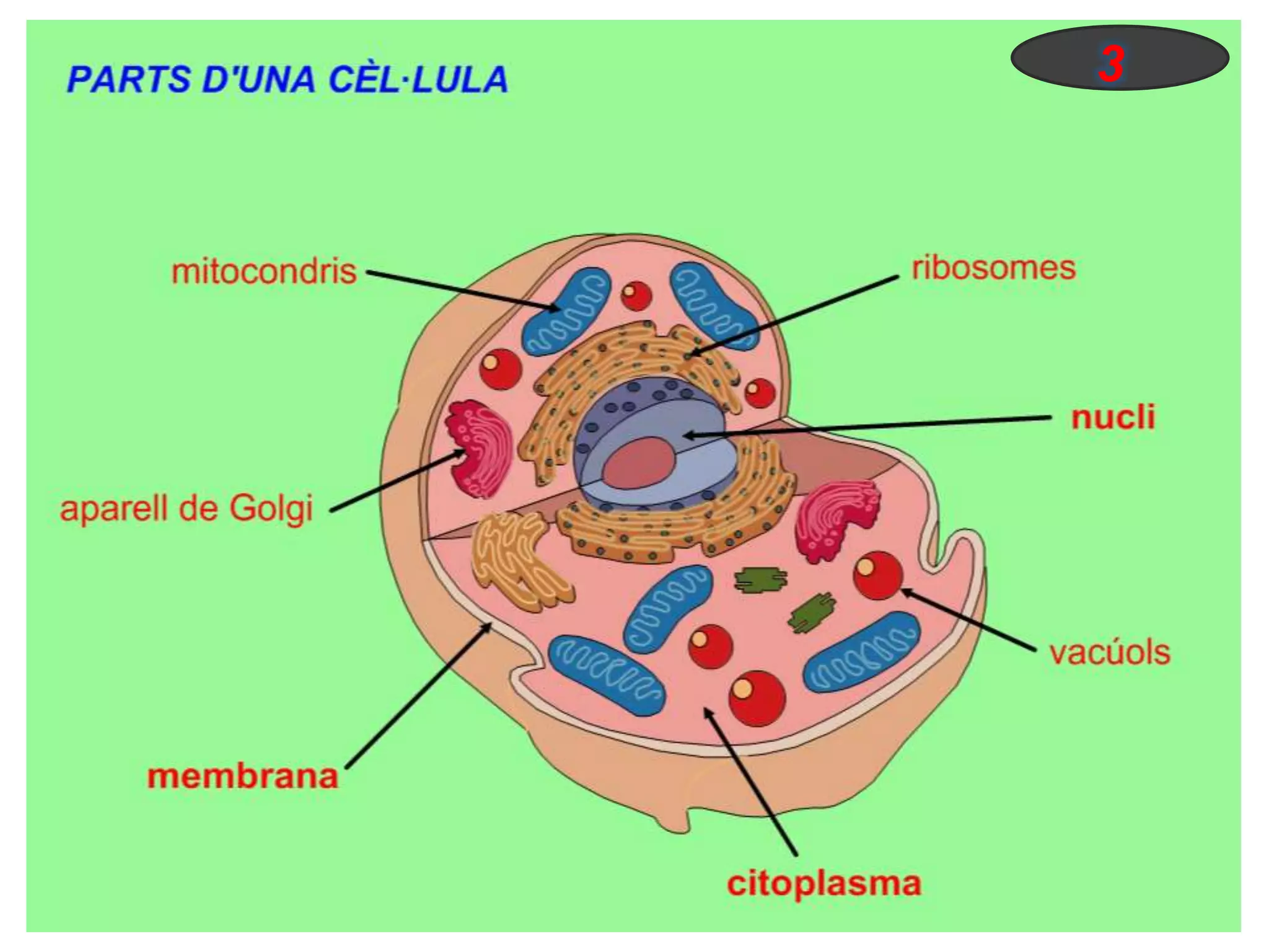 La cèl·lula | PPSX
