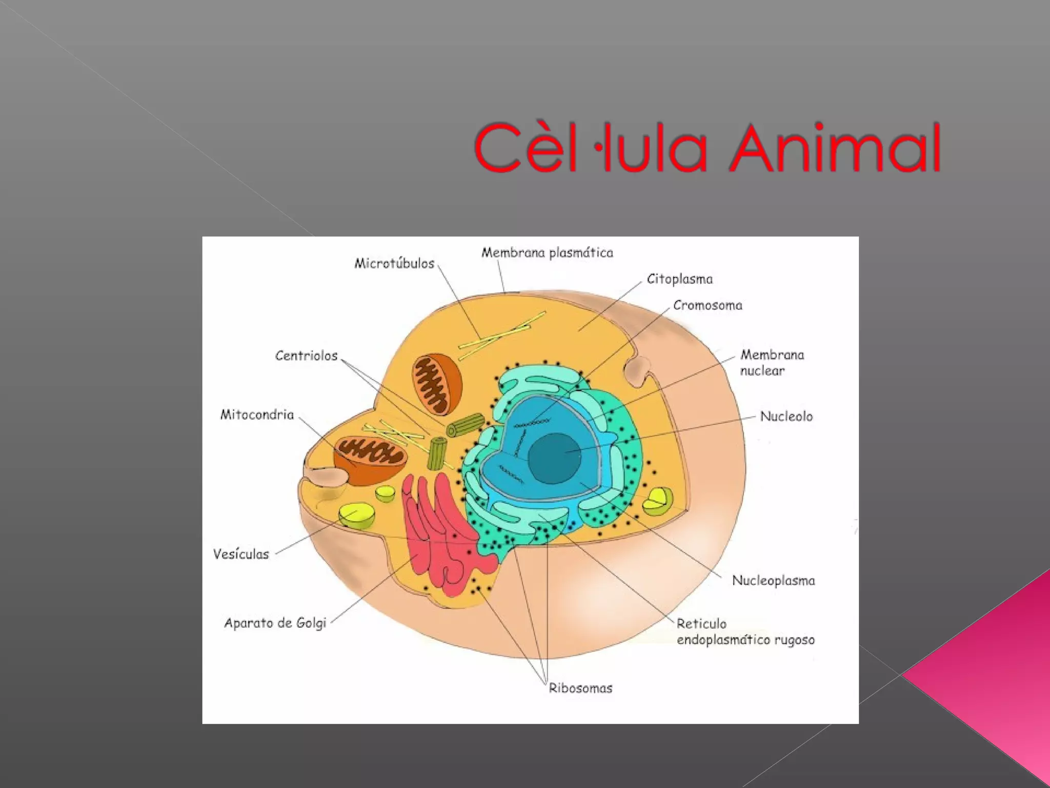 La cèl·lula animal Sofia Romano-Lidia Polo - Anabelly Justiniano | PPT