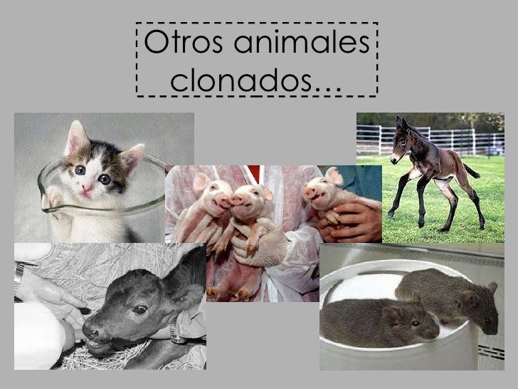 Que Es La Clonacion Natural En Animales at Angela Rich blog