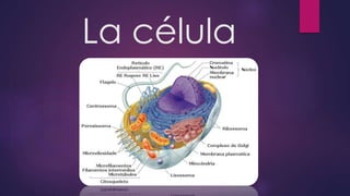 La célula. Para clase de procesos biofisiológicos. | PPTX