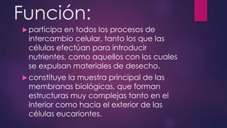 La célula. Para clase de procesos biofisiológicos. | PPTX