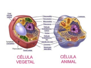 La célula | PPSX