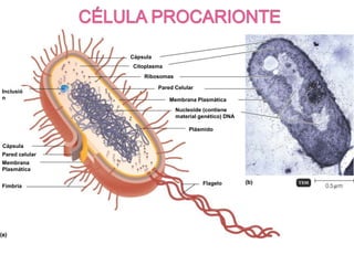 La célula | PPSX