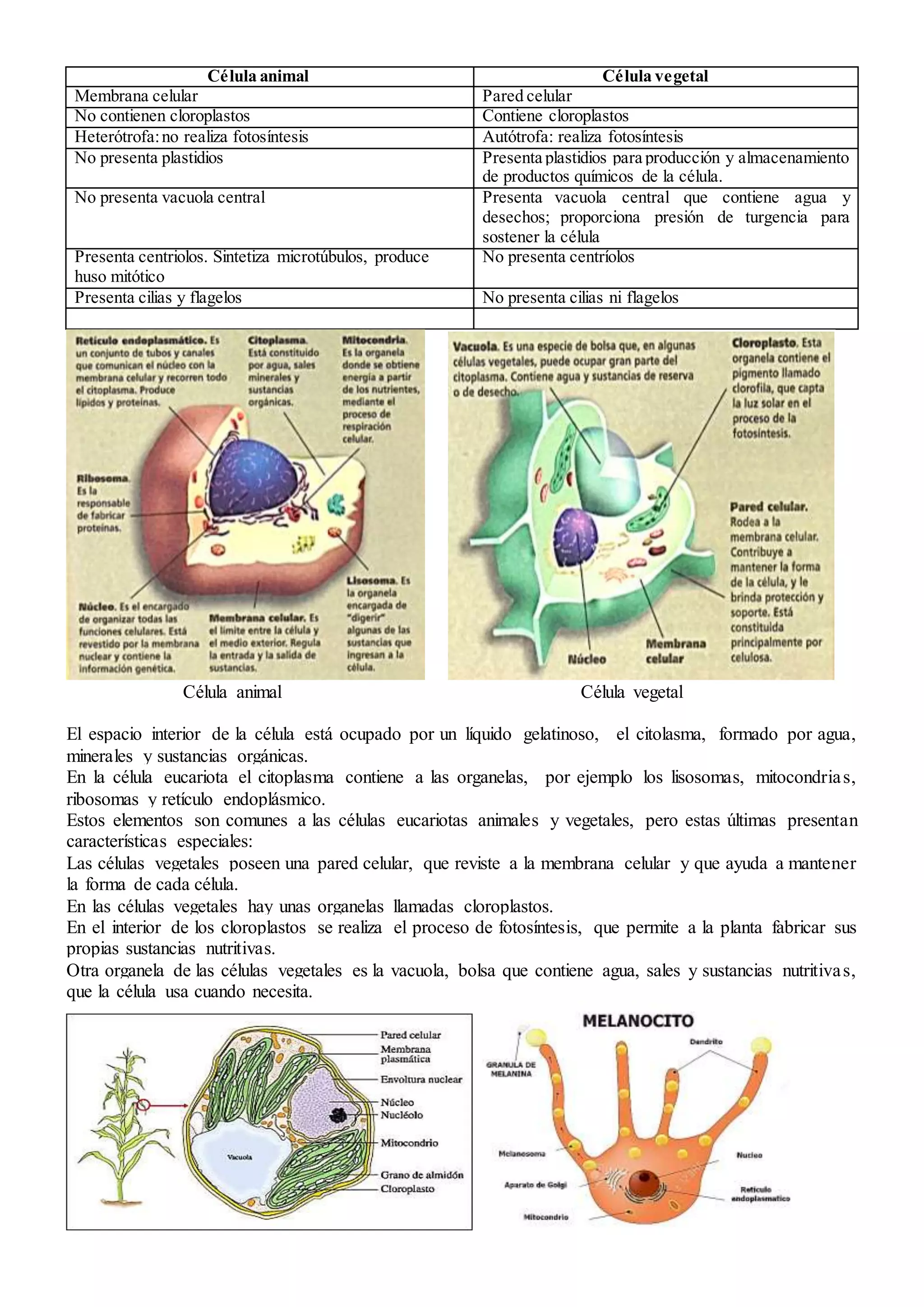 Diferencia Entre Celula Vegetal Y Animal Pin En Celulas Eucariotas