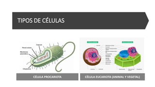 Biología: La célula 1° año Brian Guzman Malament | PPTX