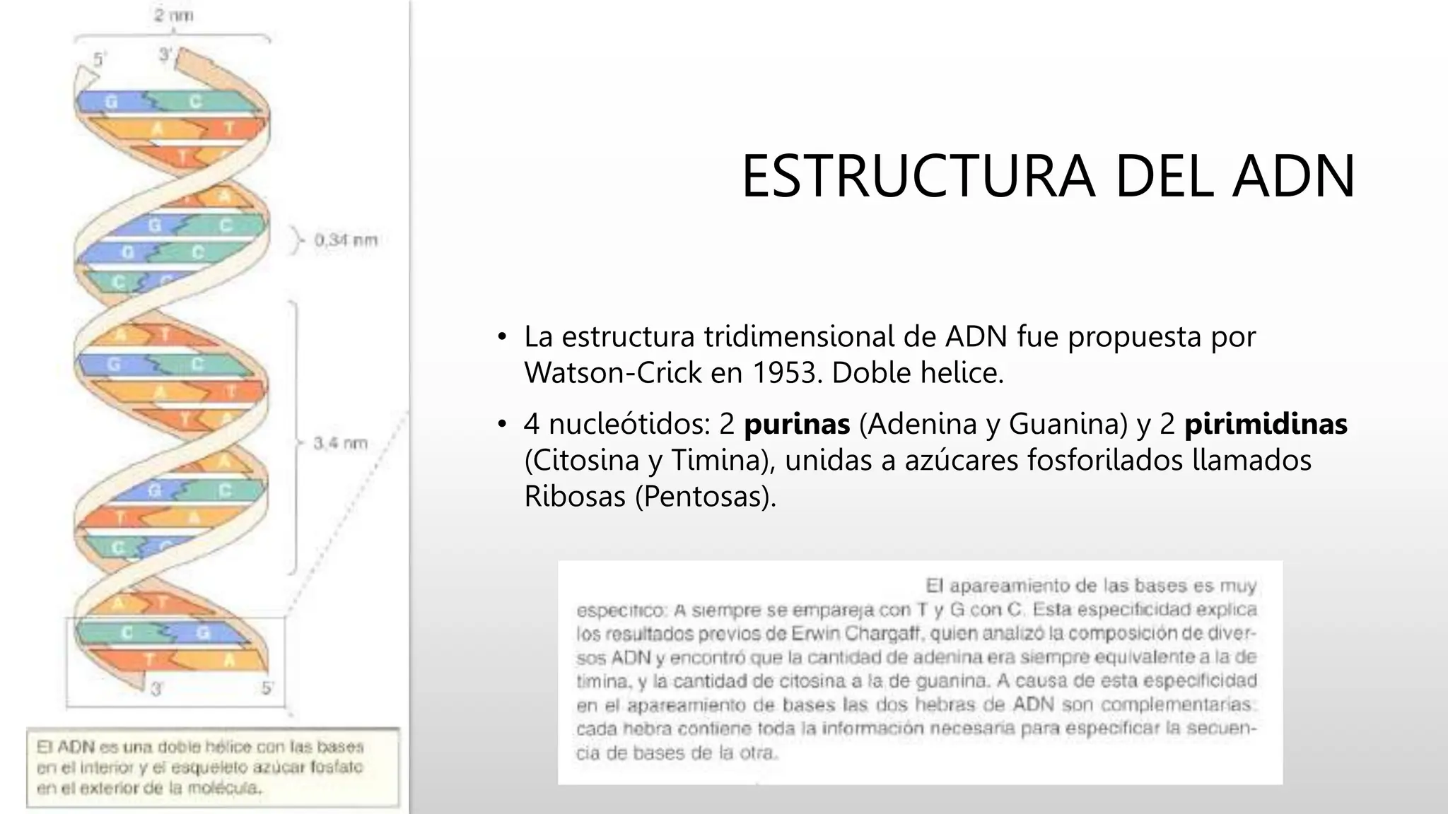 La célula y estructura del ADN-ELA .pptx