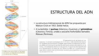 La célula y estructura del ADN-ELA .pptx