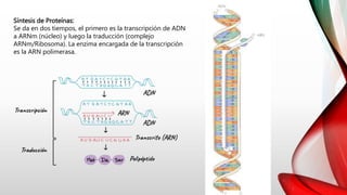 La célula y estructura del ADN-ELA .pptx
