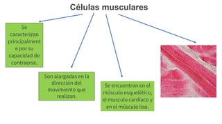 La célula. Tipos de células. Clasificaciones | PDF