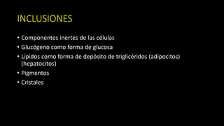 LA CÉLULA - UNIDAD ESTRUCTURAL Y FUNCIONAL | PPTX