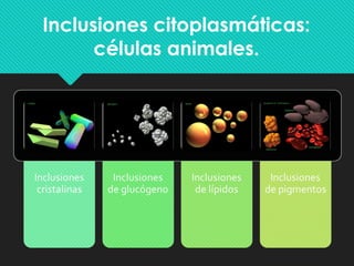 Exposición - La célula: inclusiones citoplasmáticas, pared celular y ...