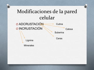 La célula límite celular | PPTX