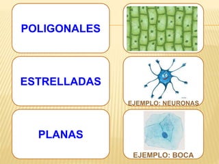 LA CÉLULA - SEGUNDO AÑO DE SECUNDARIA - JUAN AYLAS - CyT.pptx