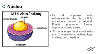 La célula animal | PPTX