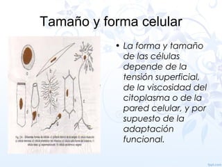 La Célula Generalidades Ppt