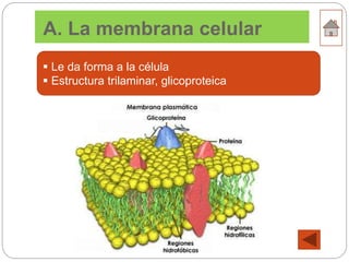 La célula: Unidad básica de la vida | PPTX