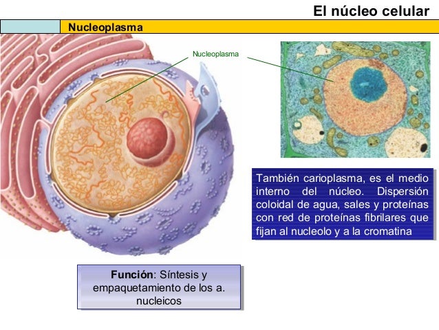 Nucleoplasma Funcion