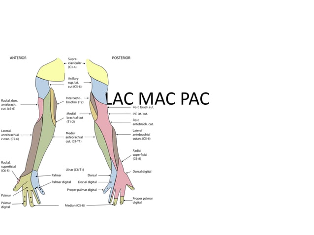 Lac mac and pac | PPT