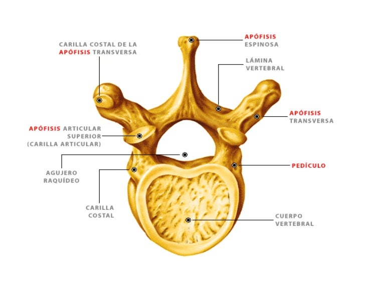 La Columna Vertebral