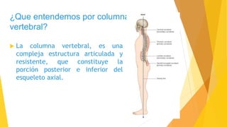 La columna vertebral | PPTX