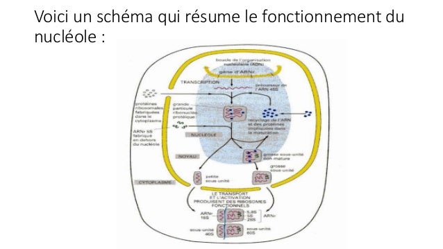 La composition du nucléole réaliser par les étudiants de l'unigom g2