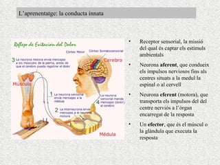La Conducta Innata | PPT