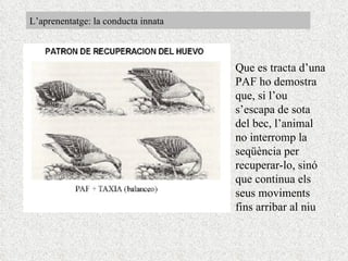 La Conducta Innata | PPT