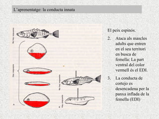 La Conducta Innata | PPT