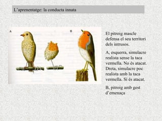 La Conducta Innata | PPT