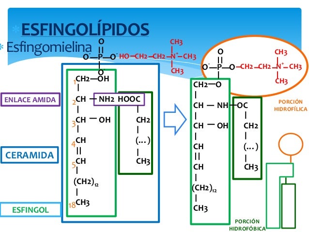 La constitución química de las membranas biológicas