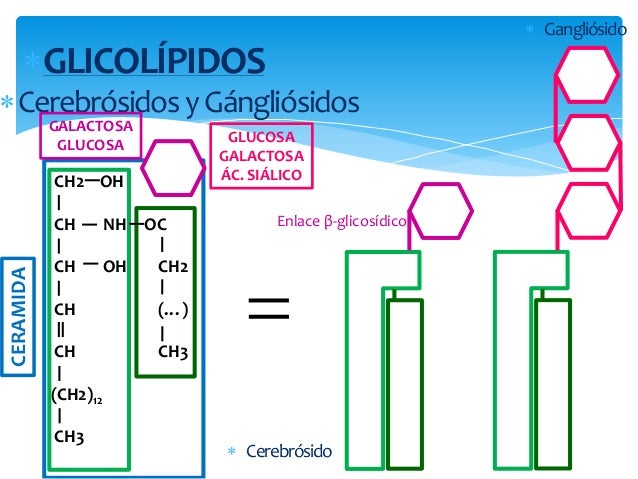 La constitución química de las membranas biológicas