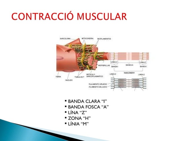 La contraccio muscular. bioquímica | PPT