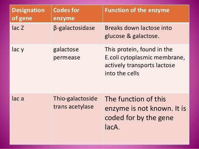 Lac operon