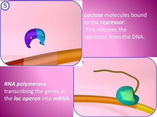 The Lac operon | PPTX