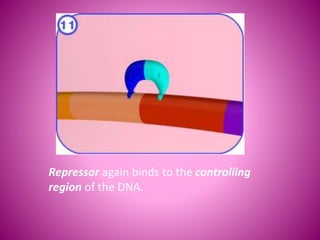 The Lac operon | PPTX