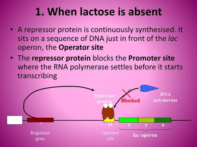 The Lac operon | PPTX