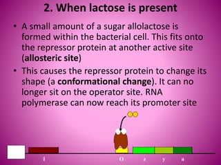 The Lac operon | PPTX