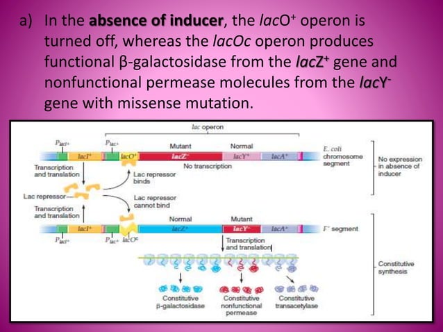 The Lac operon | PPTX