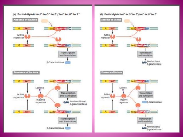 The Lac operon | PPTX