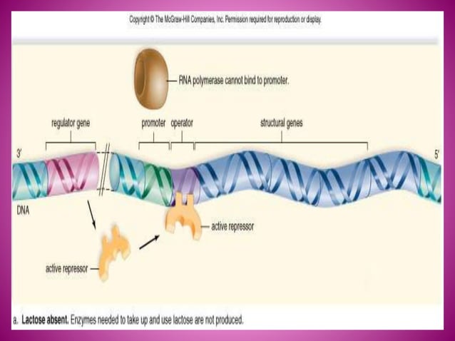 The Lac operon | PPTX