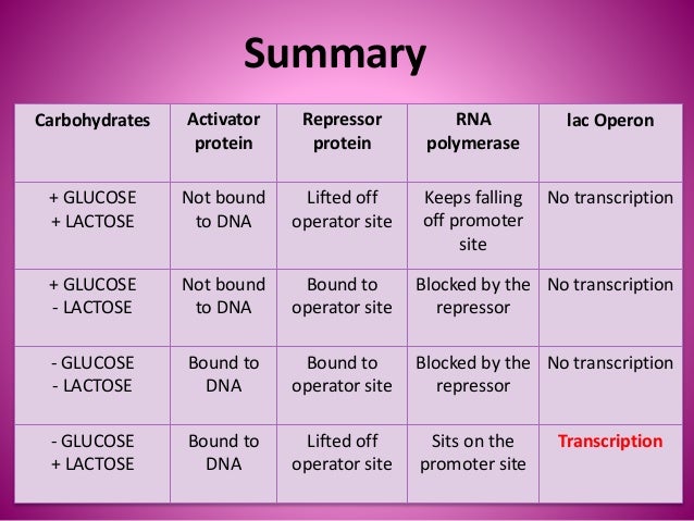 The Lac operon