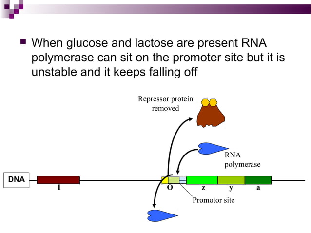 Lac operon | PPT | Genetics | Science