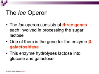 Lac operon | PPT