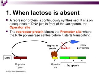 Lac operon | PPT
