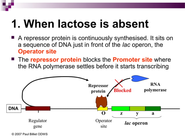 Lac operon | PPT | Genetics | Science