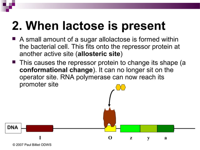Lac operon | PPT | Genetics | Science